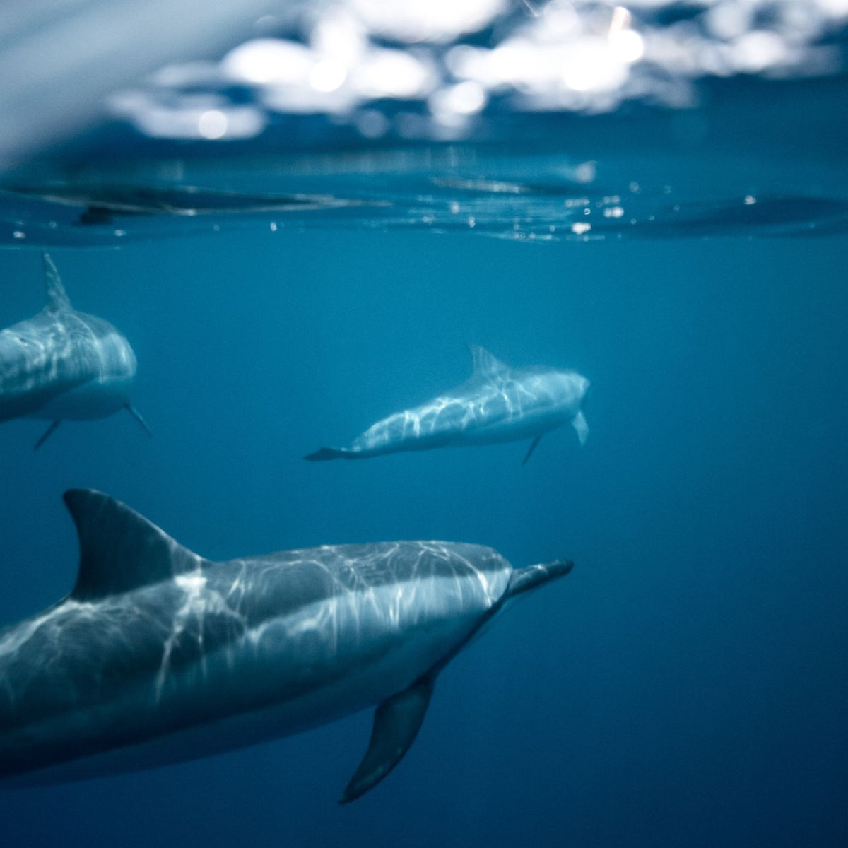 National Wildlife Week: Sea Creatures You Can Find in the UK – Mikes ...