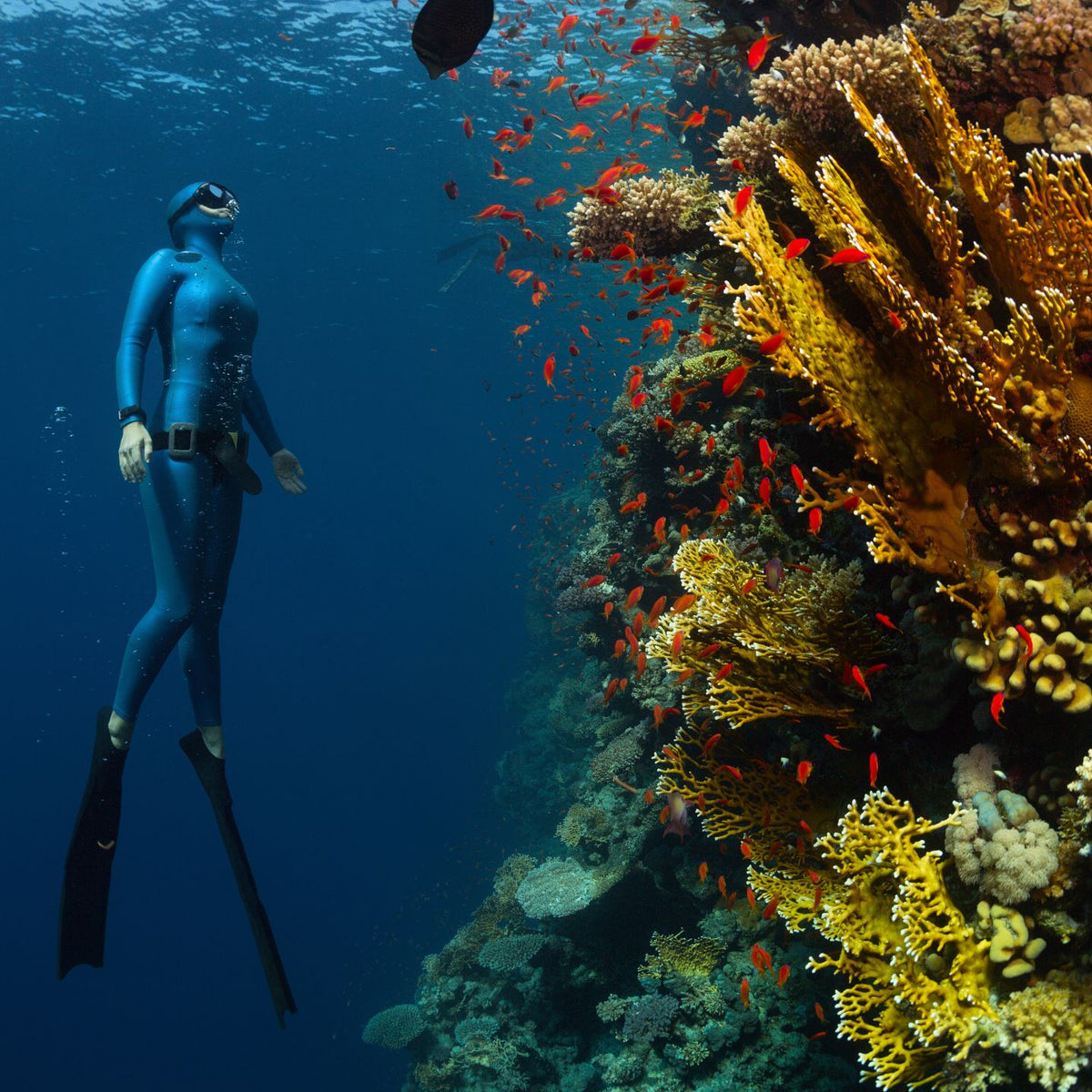 The Ultimate Guide on Freediving Equipment For Beginners – Mikes Dive Store