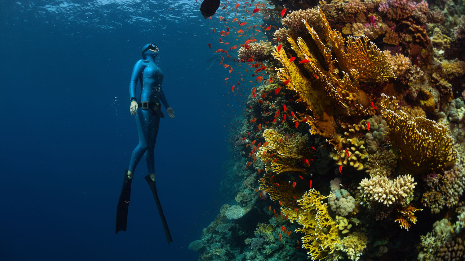 The Ultimate Guide on Freediving Equipment For Beginners – Mikes Dive Store