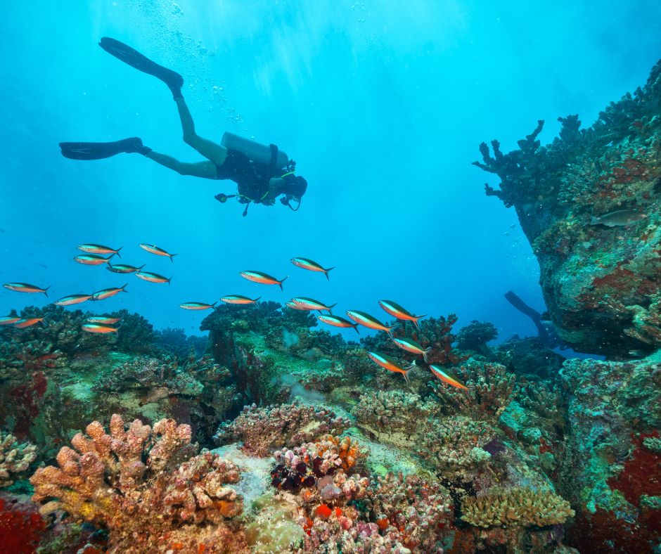 6 Life Changing Things to Expect When Becoming a Scuba Diver – Mikes ...