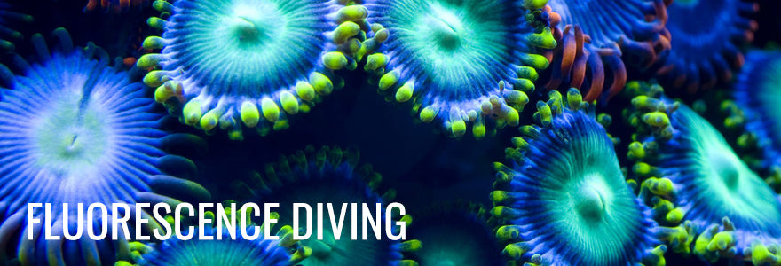 Fluorescence Diving – Mikes Dive Store